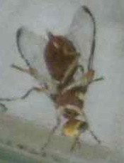 cucumber diseases, cucumber fruit fly