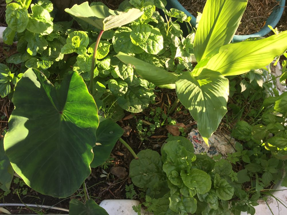 This year's lessons from my organically grown hot weather vegetables