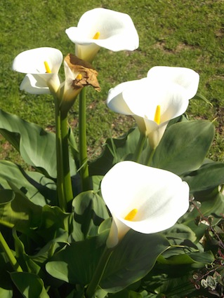 White plants store
